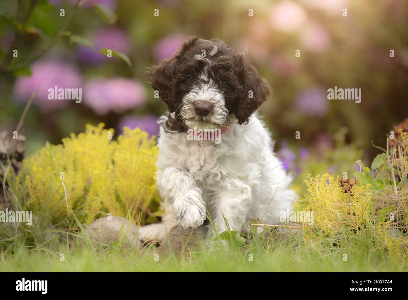 Lagotto Romagnolo puppy Stock Photo - Alamy