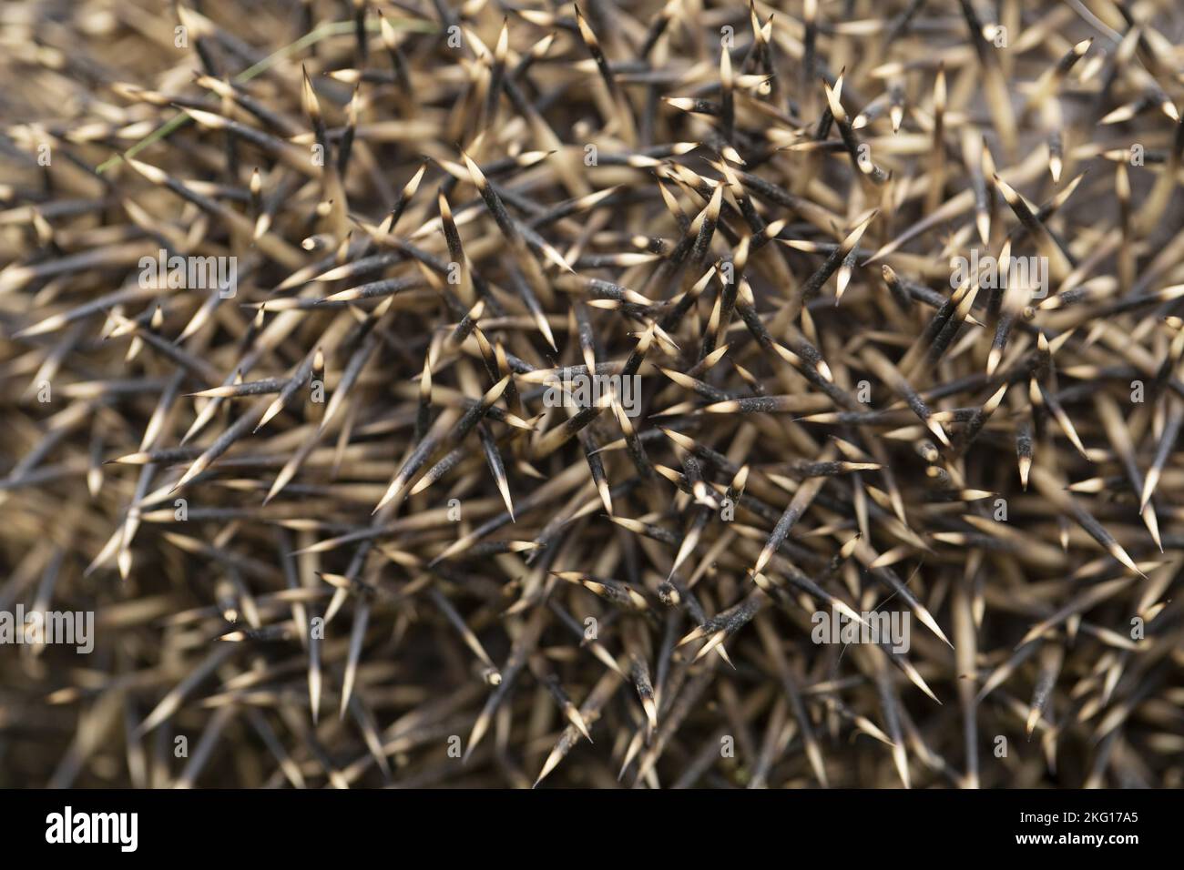 Mammals with spines hi-res stock photography and images - Alamy