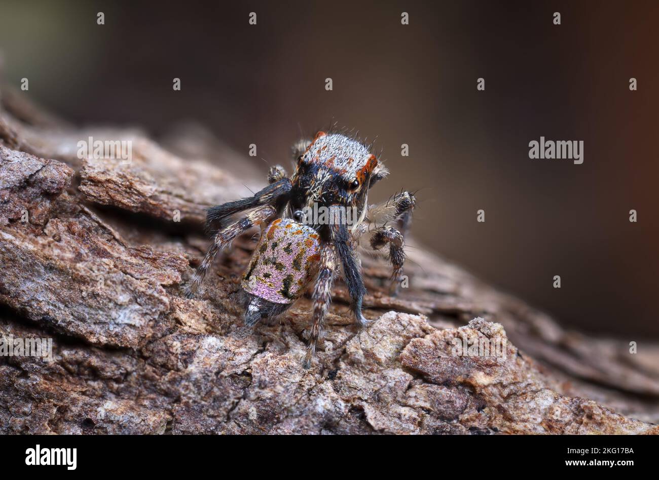 Banksia peacock spider hi-res stock photography and images - Alamy