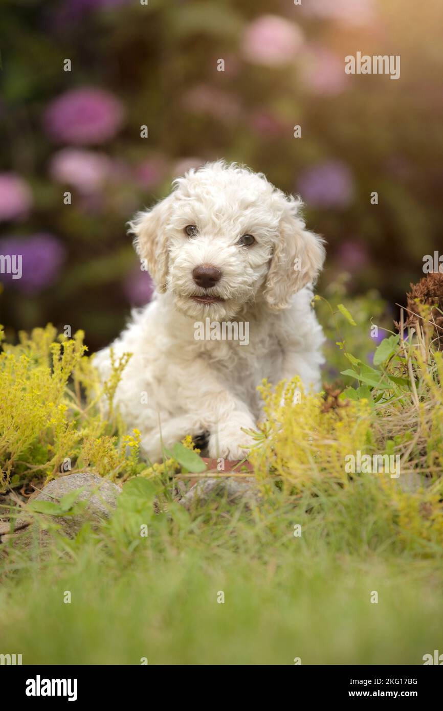 Lagotto Romagnolo puppy Stock Photo - Alamy
