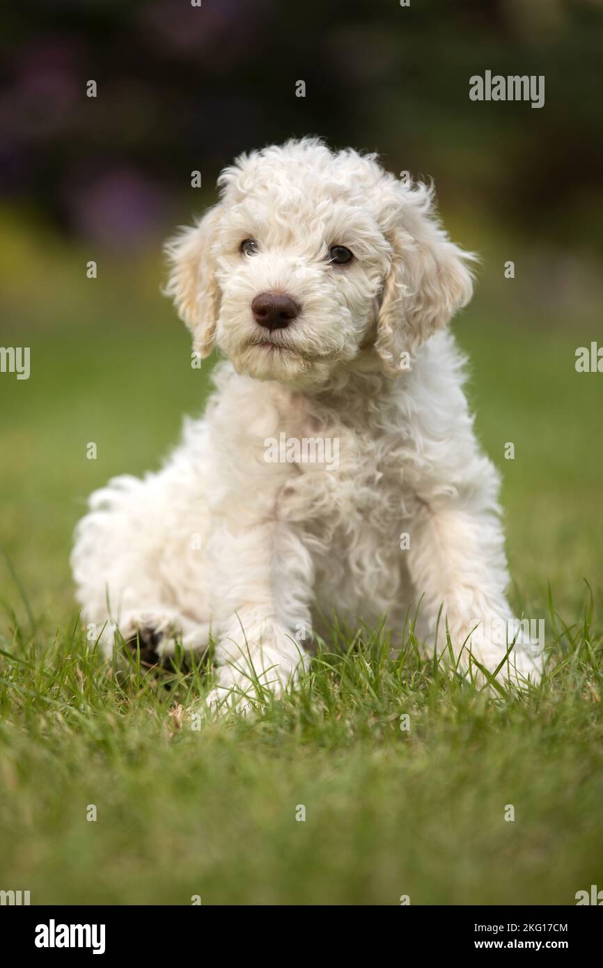 Lagotto Romagnolo puppy Stock Photo - Alamy