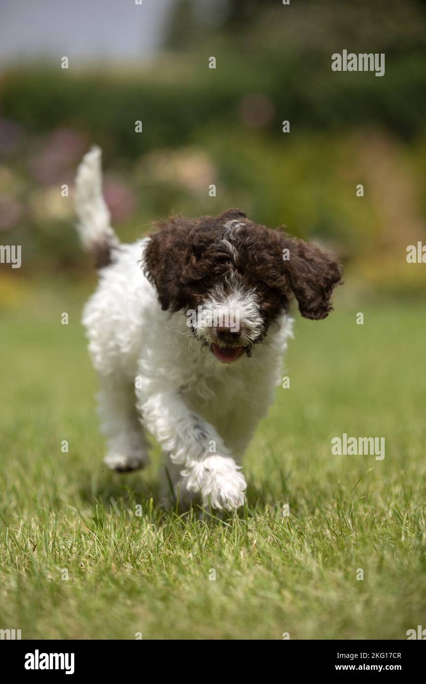 Lagotto Romagnolo puppy Stock Photo - Alamy