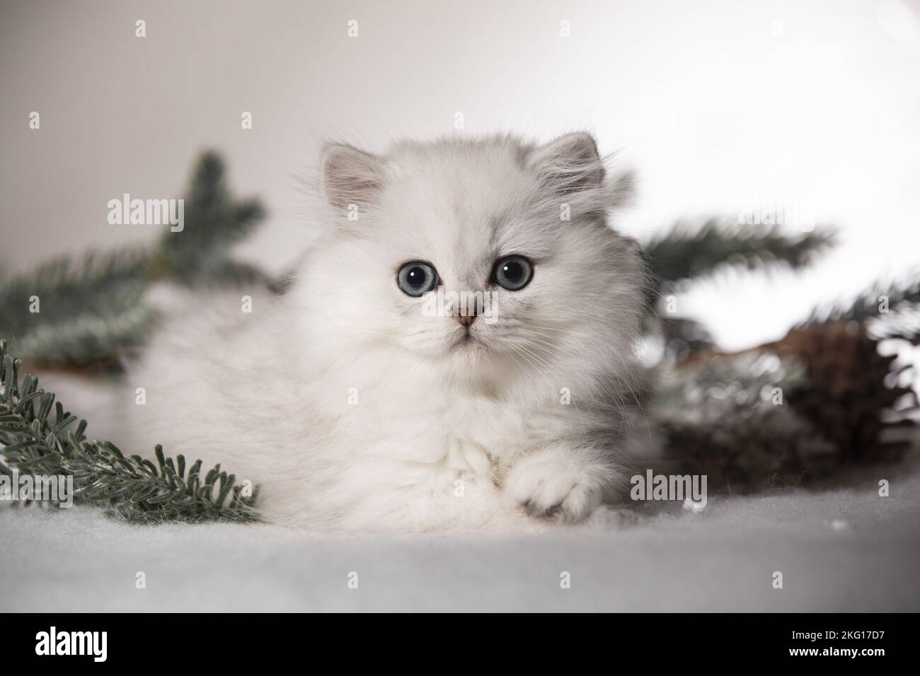 lying British Longhair Kitten Stock Photo - Alamy