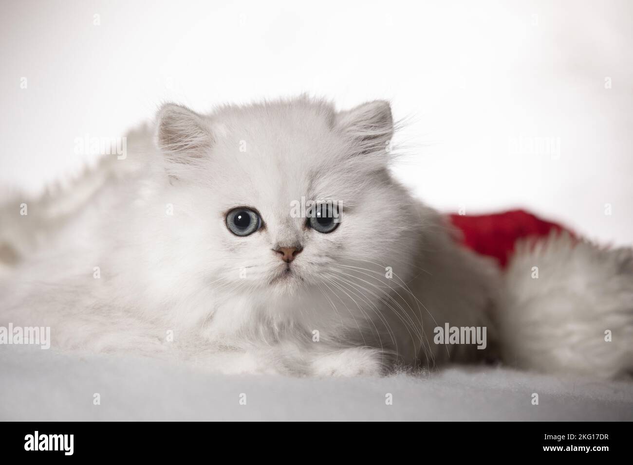 lying British Longhair Kitten Stock Photo - Alamy