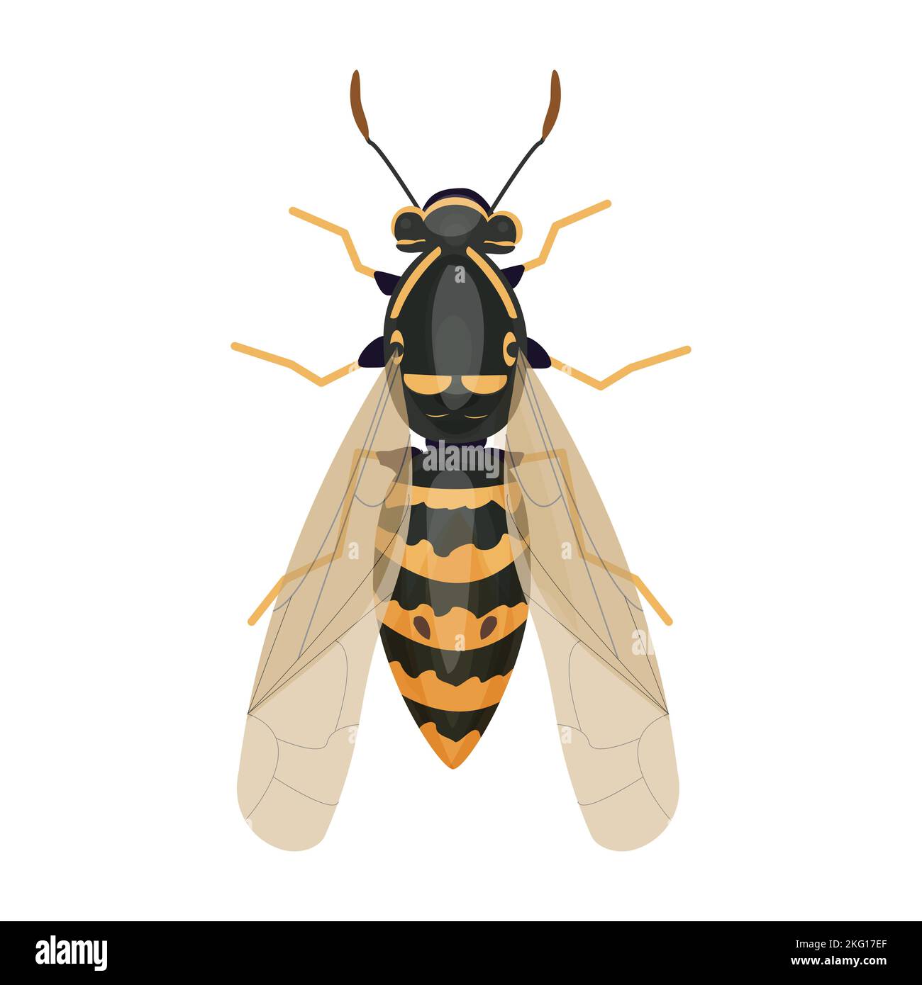 Wasp insect, bumble bee top view in cartoon style, realistic bug ...