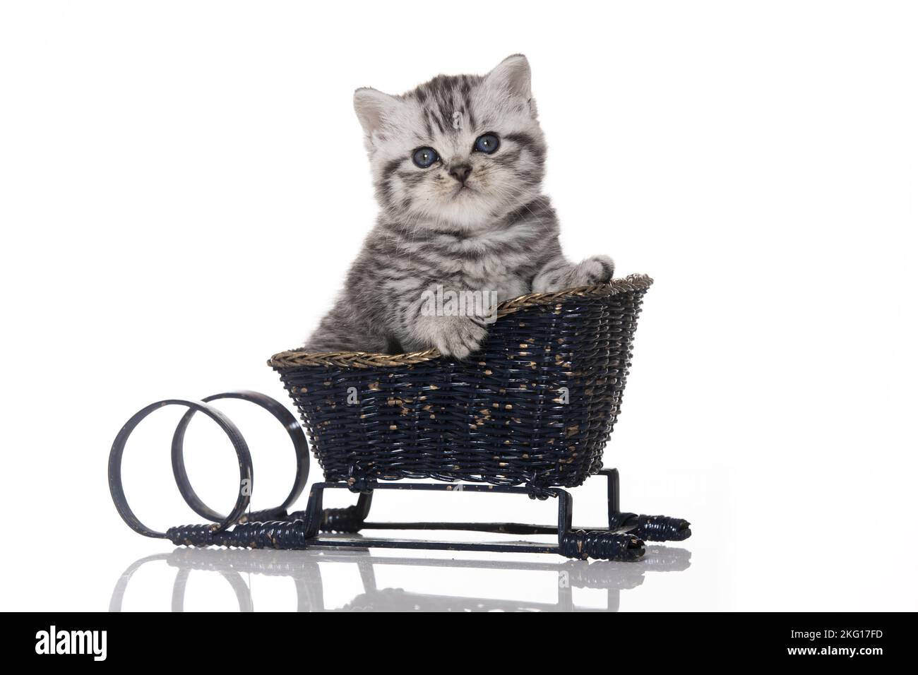 British Shorthair in the sledge Stock Photo - Alamy