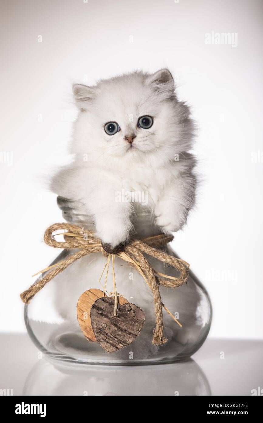British Longhair Kitten Stock Photo - Alamy