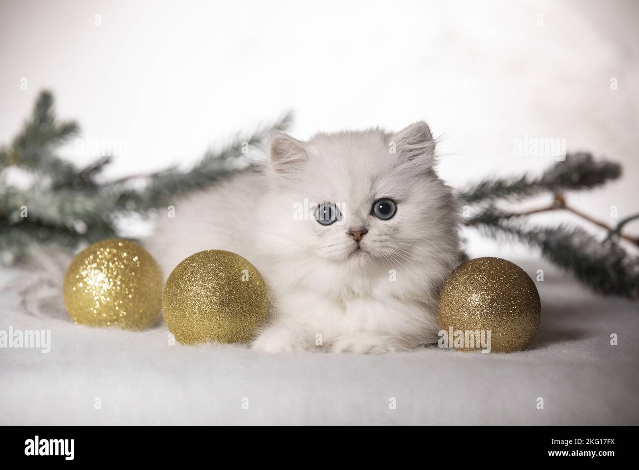lying British Longhair Kitten Stock Photo - Alamy