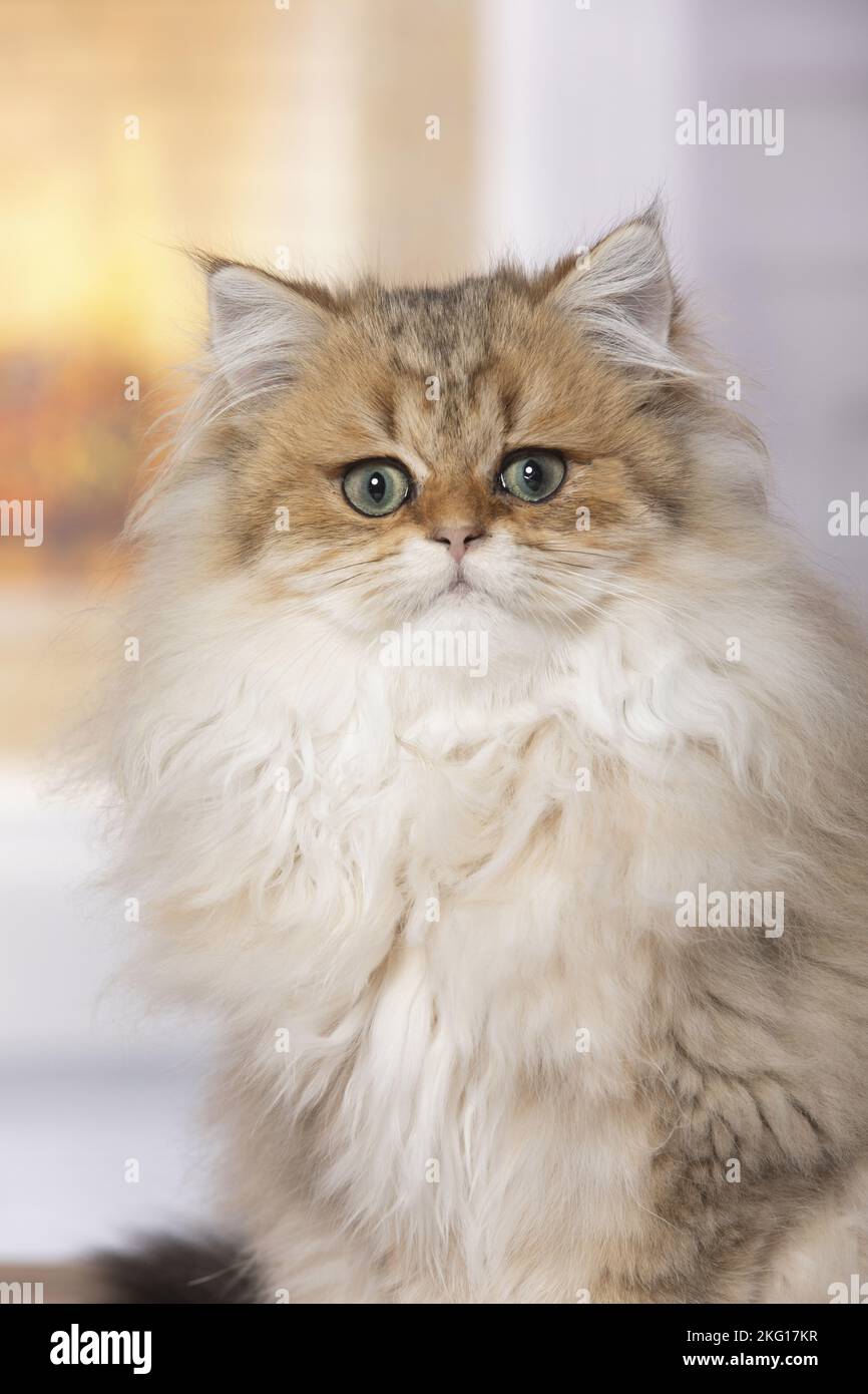 British Longhair portrait Stock Photo - Alamy