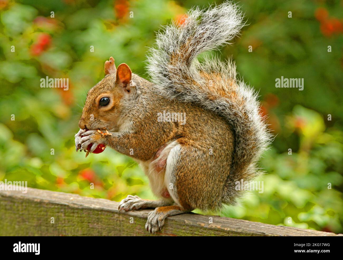 Squirrel eating a berry Stock Photo - Alamy