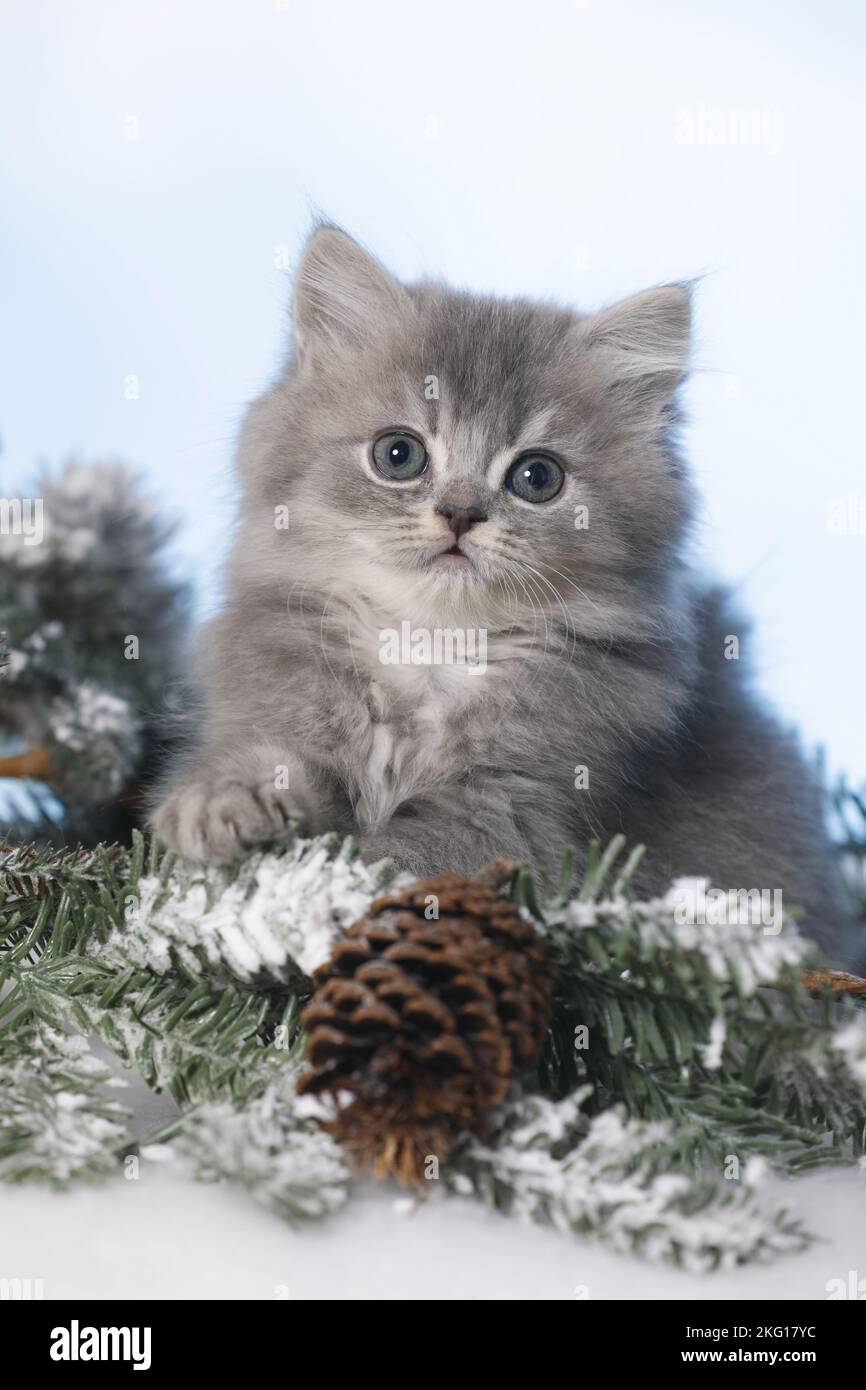 sitting British Longhair Kitten Stock Photo - Alamy