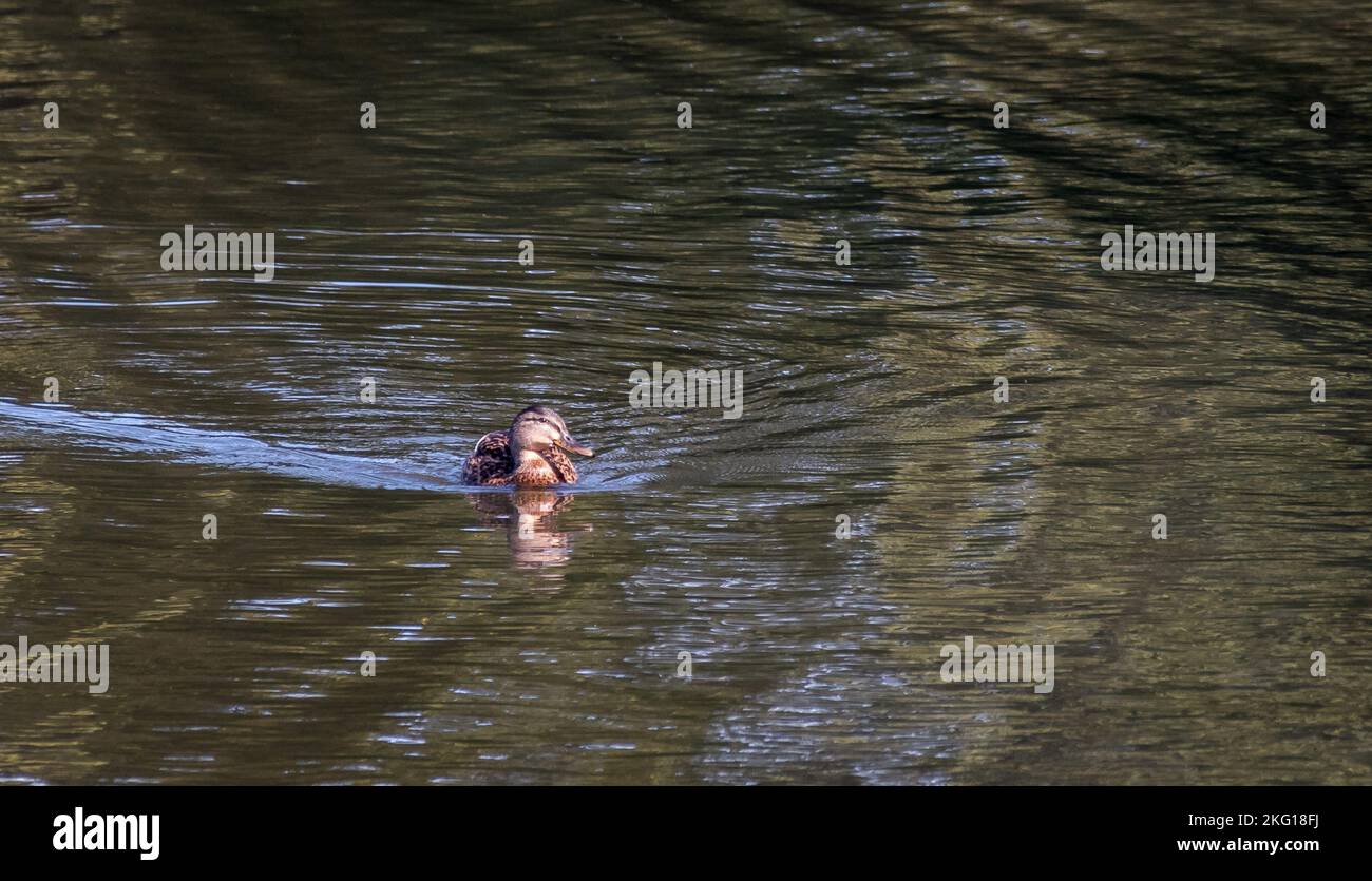 A high-angle panoramic view of a duck swimming in a pond Stock Photo ...