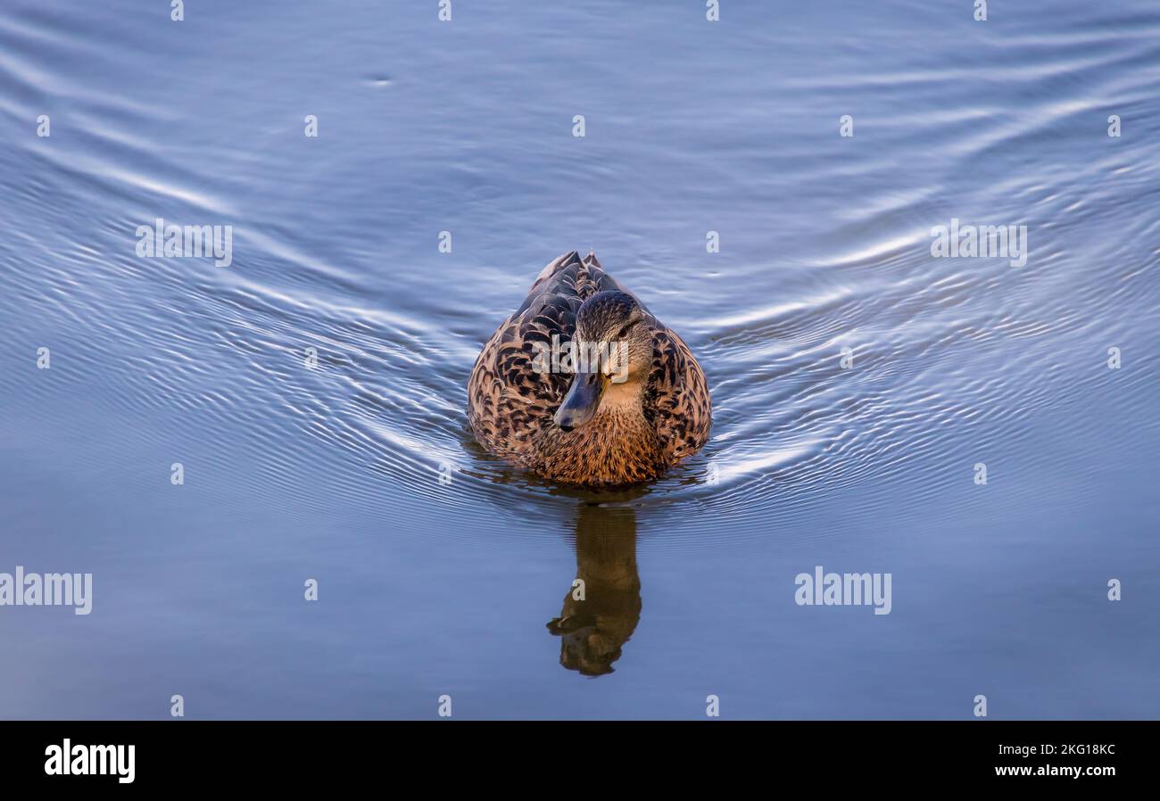 An aerial panoramic view of a Mallard duck swimming in a pond Stock ...