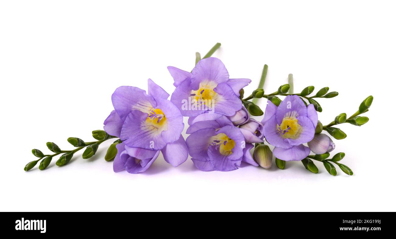 Fresh freesia flowers isolated on white background Stock Photo - Alamy