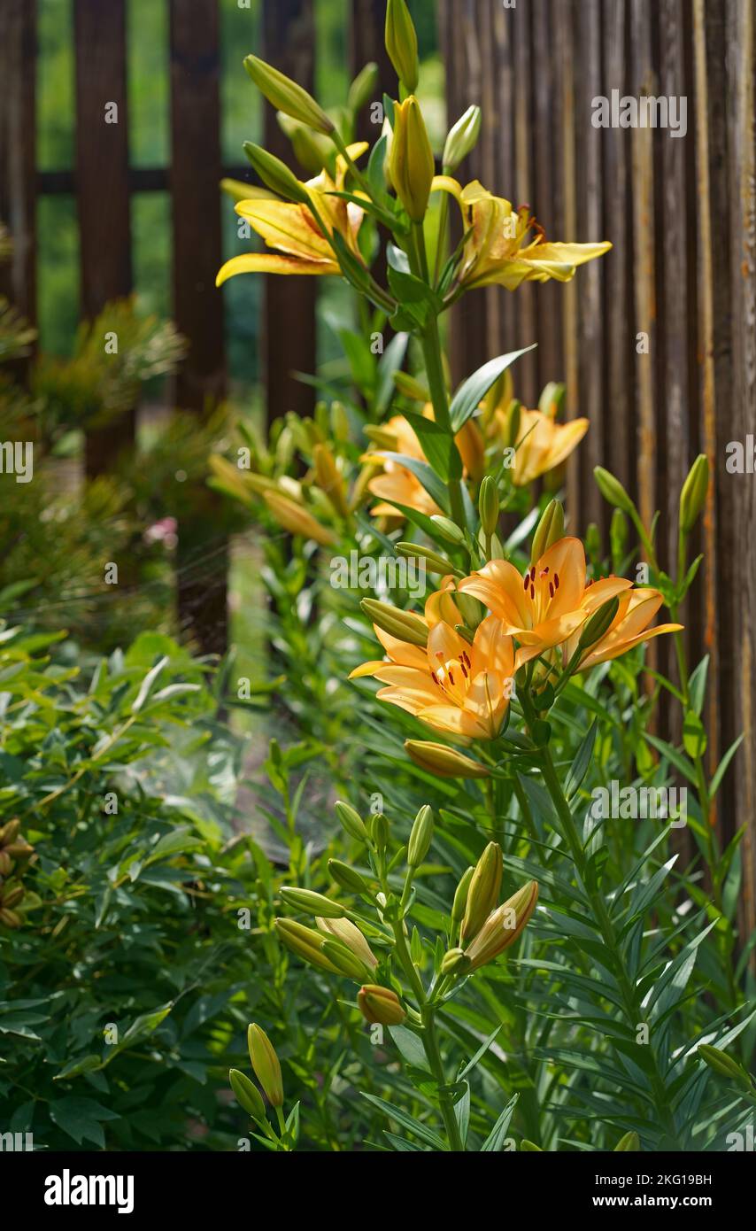 Lilium is a genus of herbaceous flowering plants growing from bulbs ...