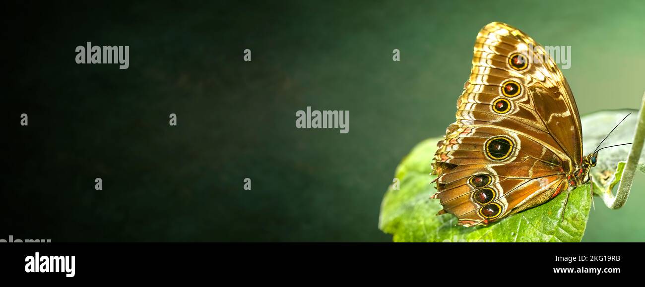 Green banner with black gradient and Banana butterfly, caligo memnon ...