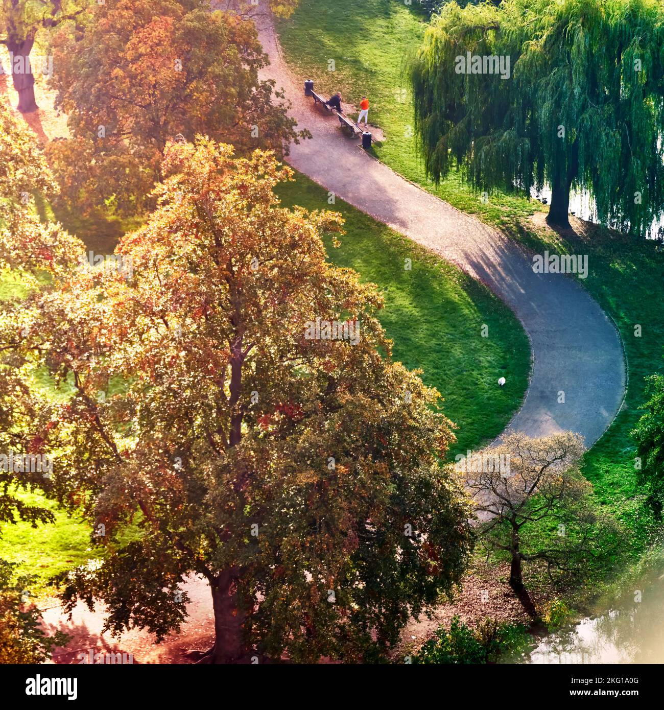 Aerial view of curved asphalt gray footpath through neat park with lawn ...