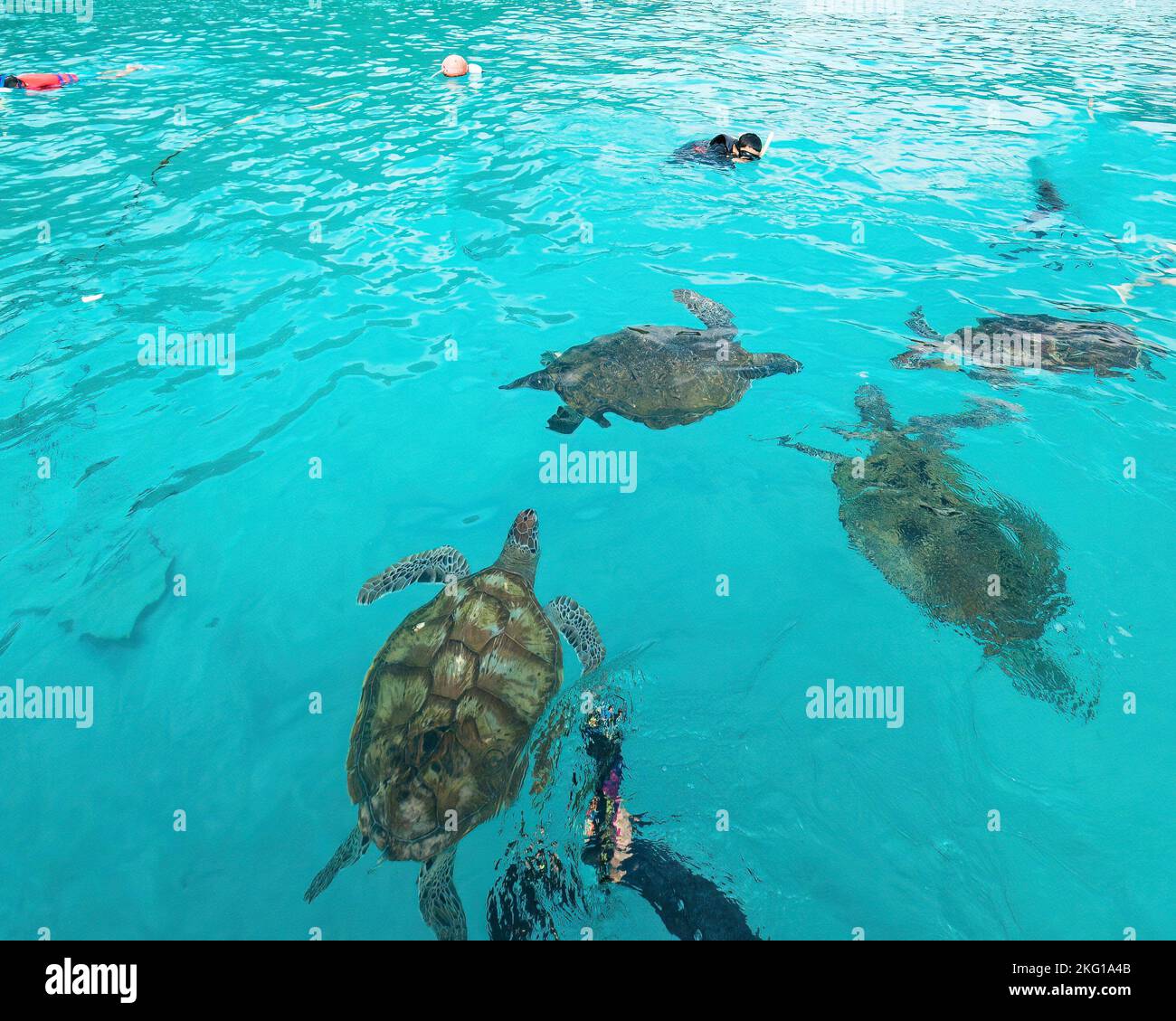 Turtles swimming in a crystal clear sea in Redang, Malaysia Stock Photo ...