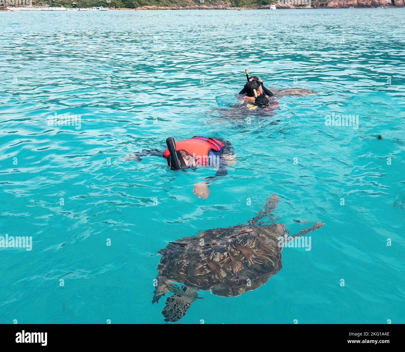 Group of tourists are snorkeling together with the turtles in Pulau ...