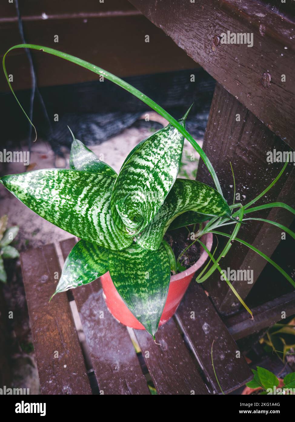 Lively plants hi-res stock photography and images - Alamy