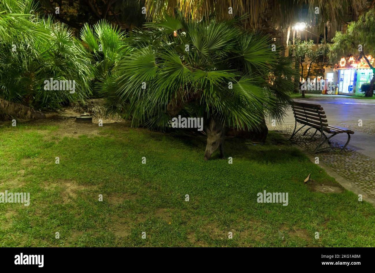 Wild boar (Sus scrofa) scavenging around the streets of Santa ...