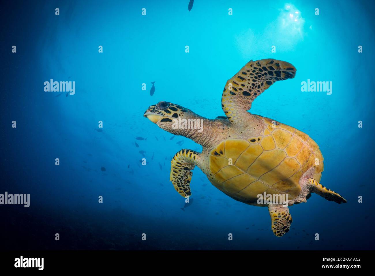 Hawksbill Sea turtle swimming above coral reef in tropical waters Stock ...