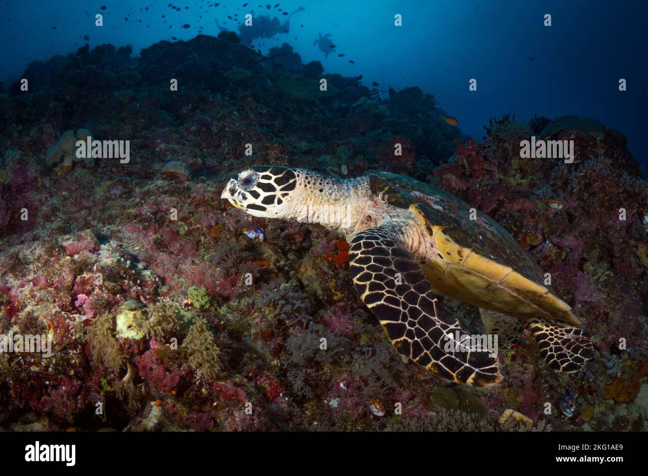 Hawksbill Sea turtle swimming above coral reef in tropical waters Stock ...