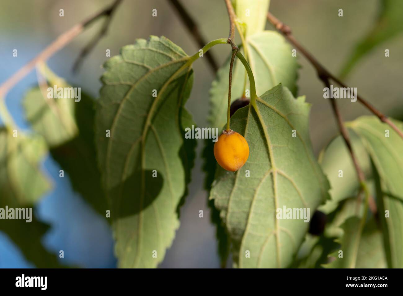 Nettle tree hi-res stock photography and images - Alamy