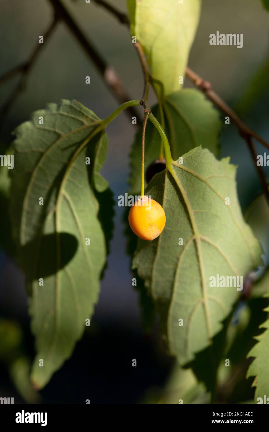 Nettle tree hi-res stock photography and images - Alamy