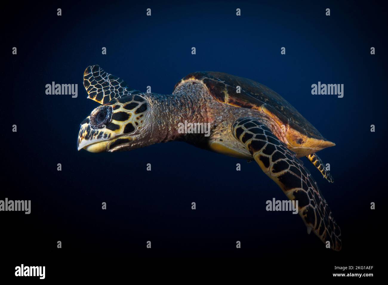 Hawksbill Sea turtle swimming above coral reef in tropical waters Stock ...