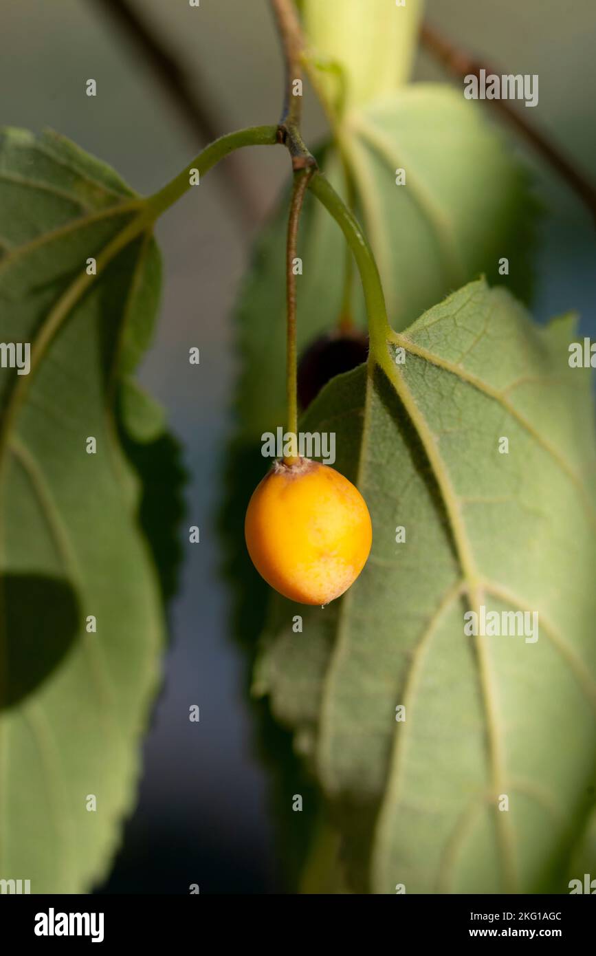 Nettle tree hi-res stock photography and images - Alamy