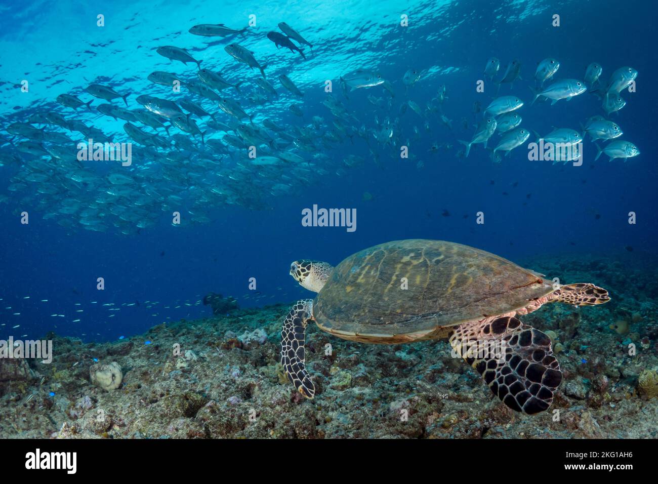 Hawksbill Sea turtle swimming above coral reef in tropical waters Stock ...