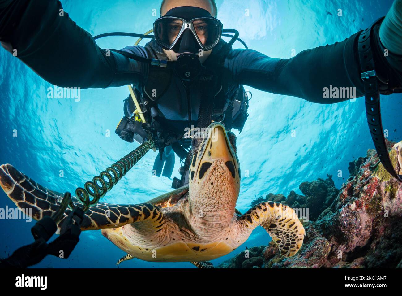 Photographer scuba diving a long side swimming hawksbill sea turtle ...