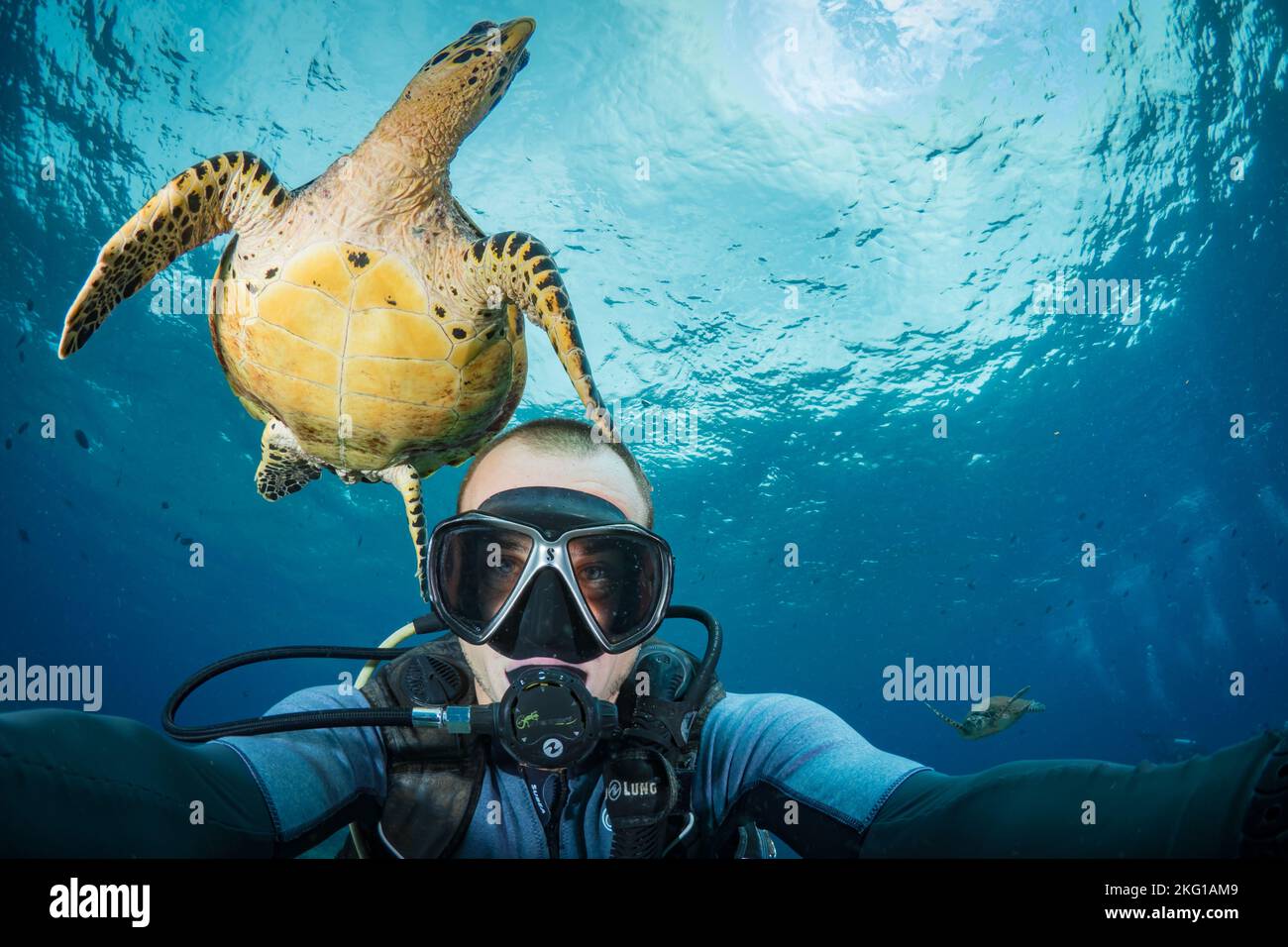 Turtle png hi-res stock photography and images - Alamy