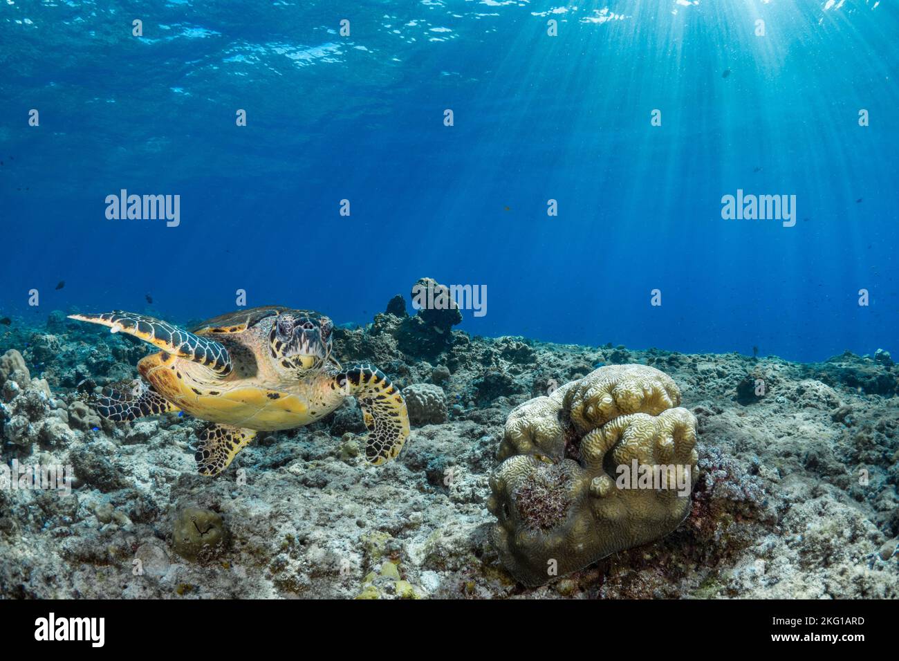 Hawksbill sea Turtle swimming above beautiful coral reef Stock Photo ...