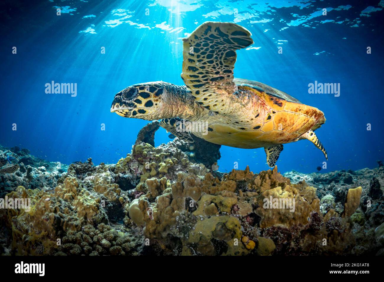 Hawksbill sea Turtle swimming above beautiful coral reef Stock Photo ...