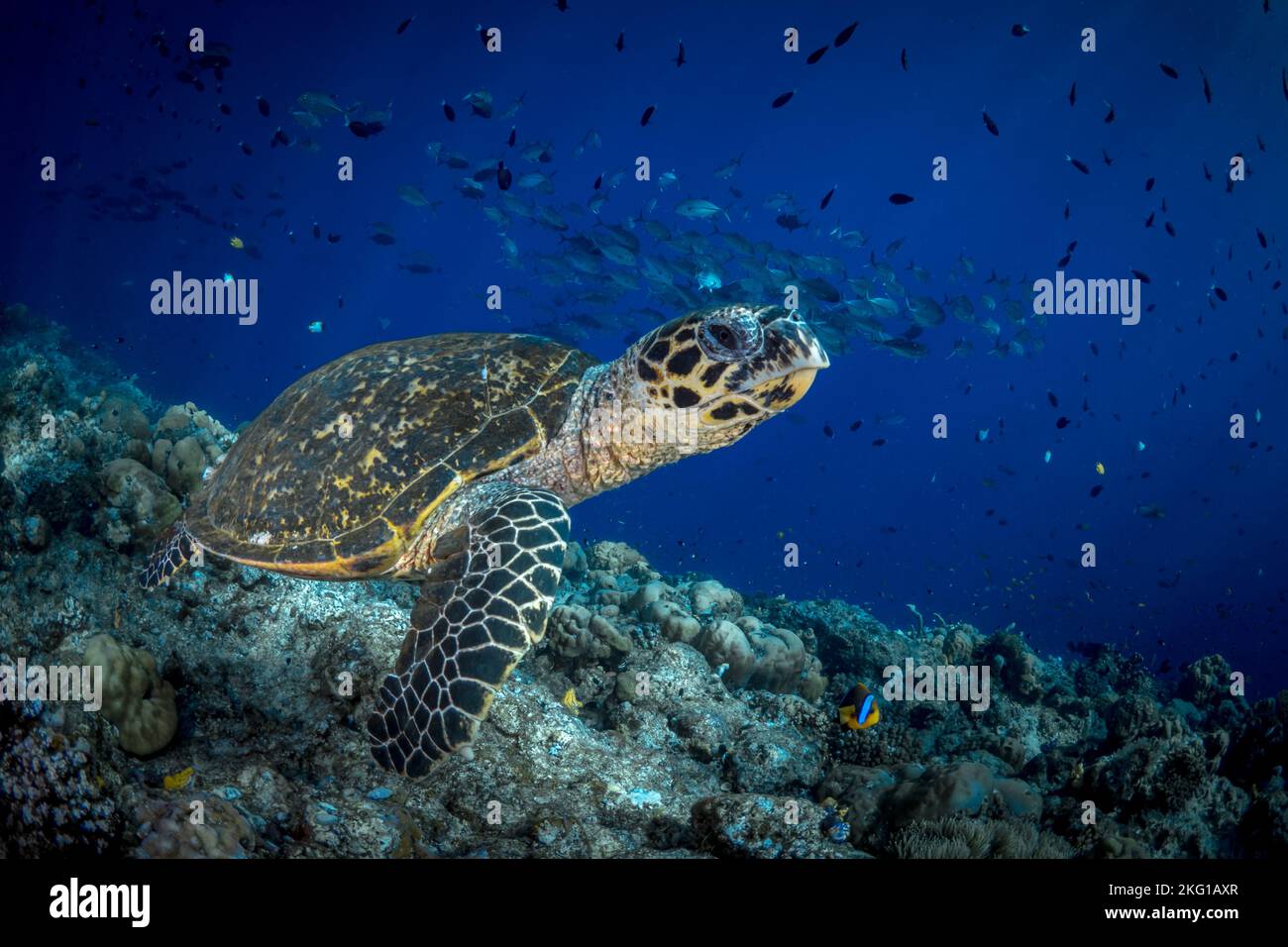 Hawksbill Sea turtle swimming above coral reef in tropical waters Stock ...