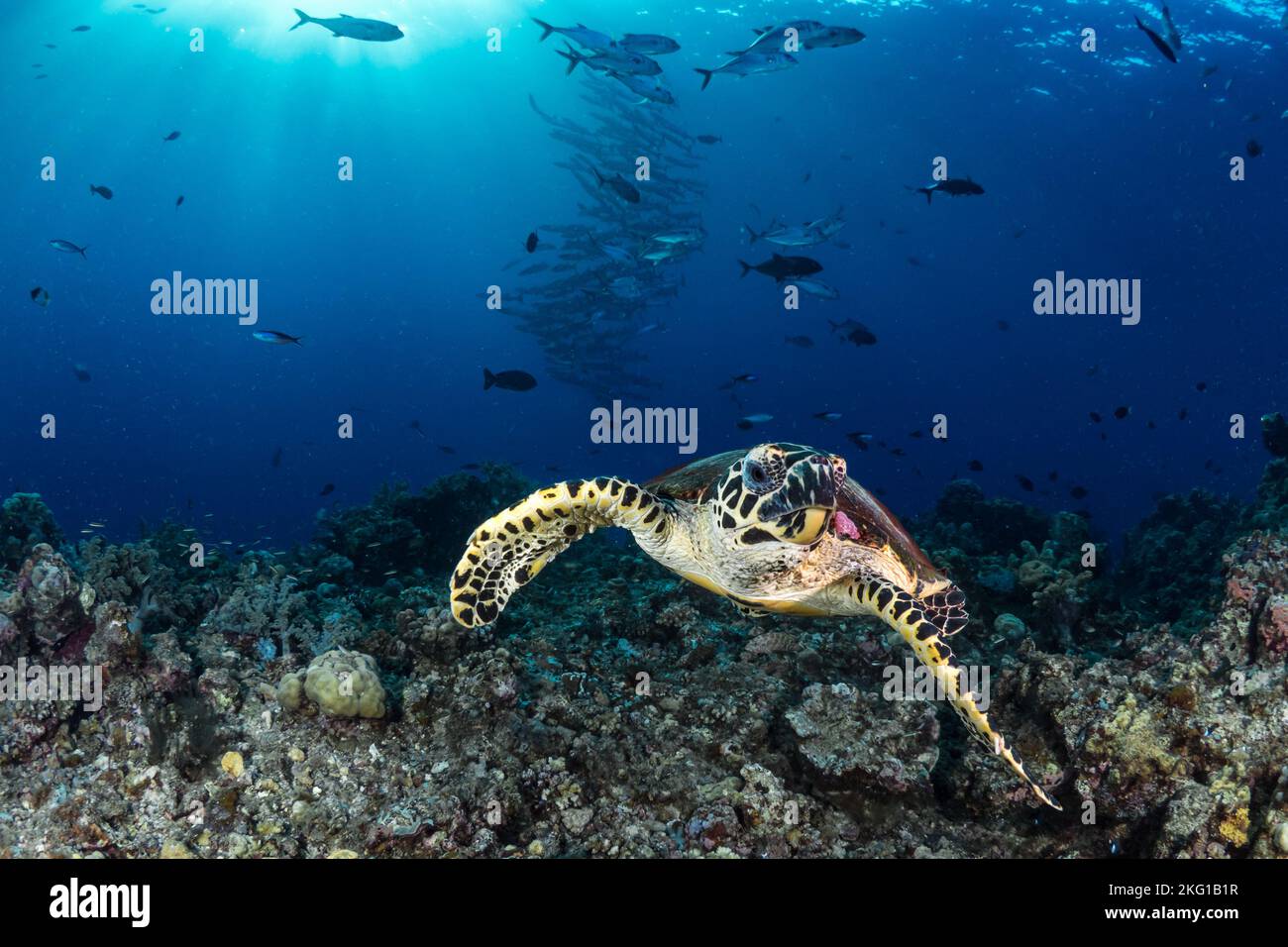 Turtle png hi-res stock photography and images - Alamy