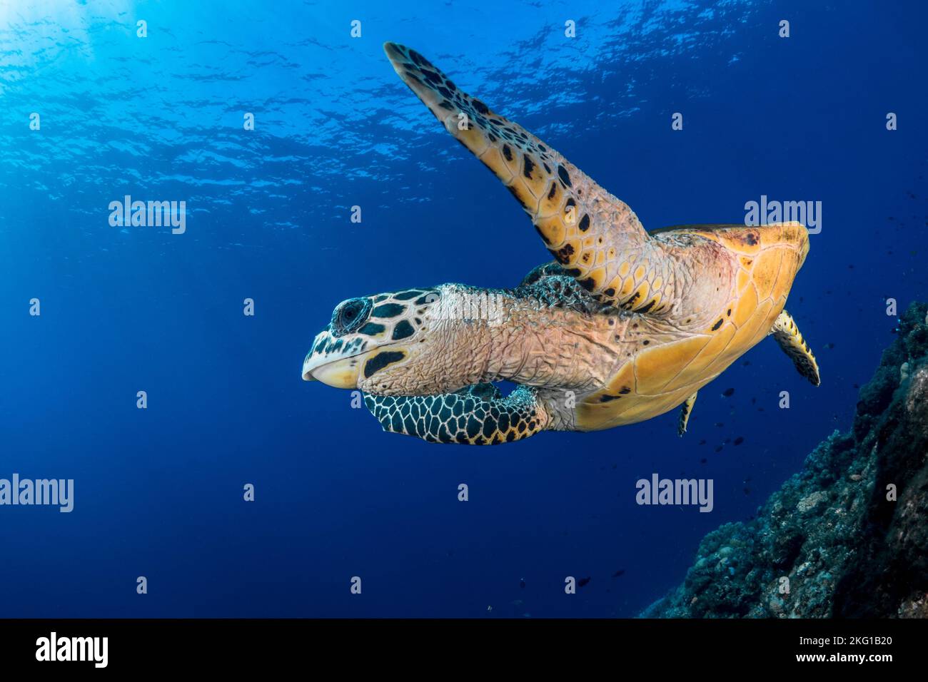 Hawksbill sea Turtle swimming above beautiful coral reef Stock Photo ...