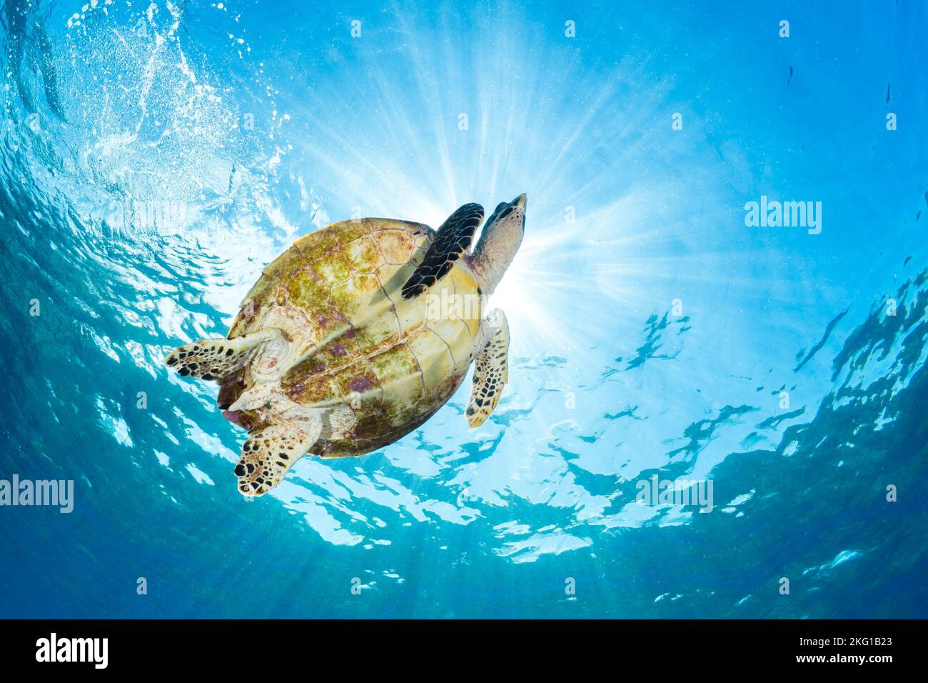 Hawksbill sea Turtle swimming above beautiful coral reef Stock Photo ...
