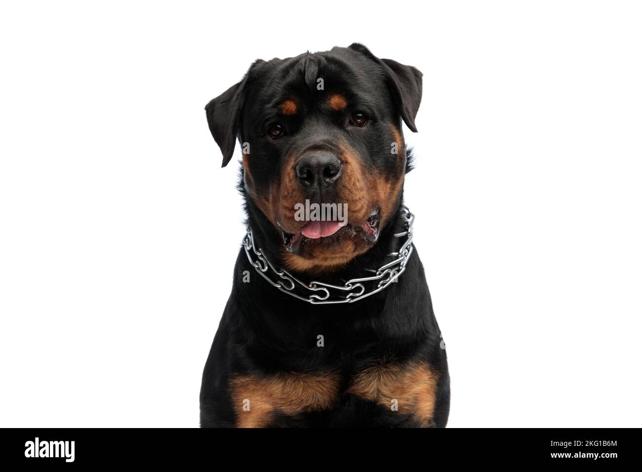 beautiful rottweiler puppy with collar sticking out tongue and panting ...