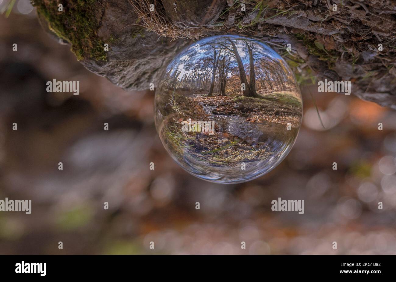 Trees, plants and a river through a crystal ball in the middle of ...
