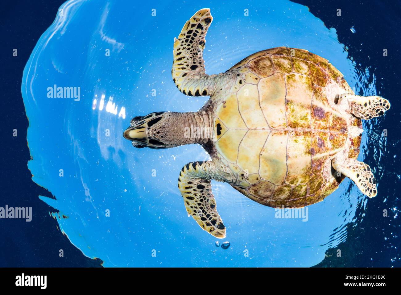 Hawksbill Sea turtle swimming above coral reef in tropical waters Stock ...