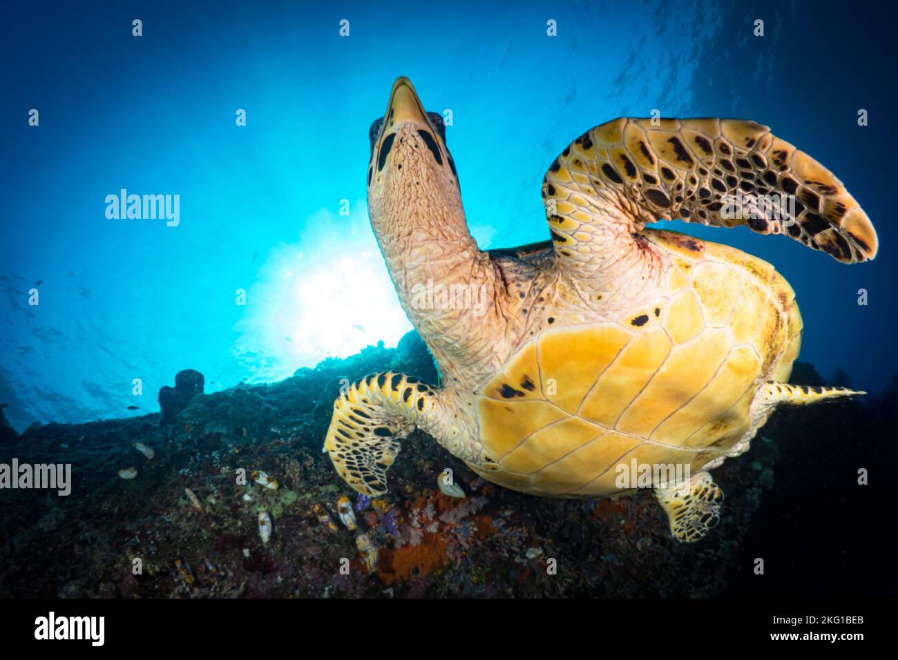 Hawksbill sea Turtle swimming above beautiful coral reef Stock Photo ...