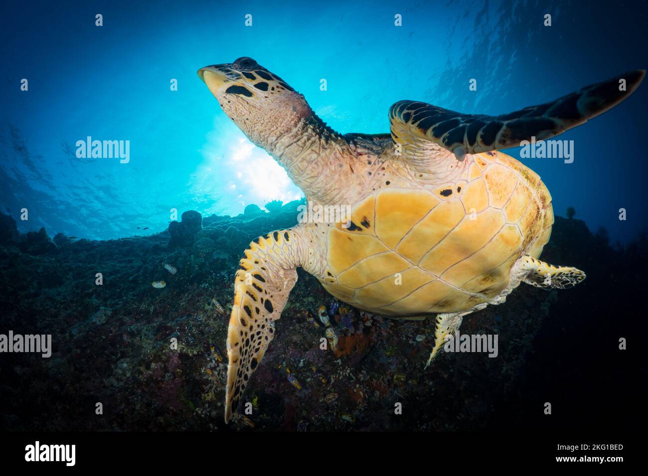 Hawksbill sea Turtle swimming above beautiful coral reef Stock Photo ...