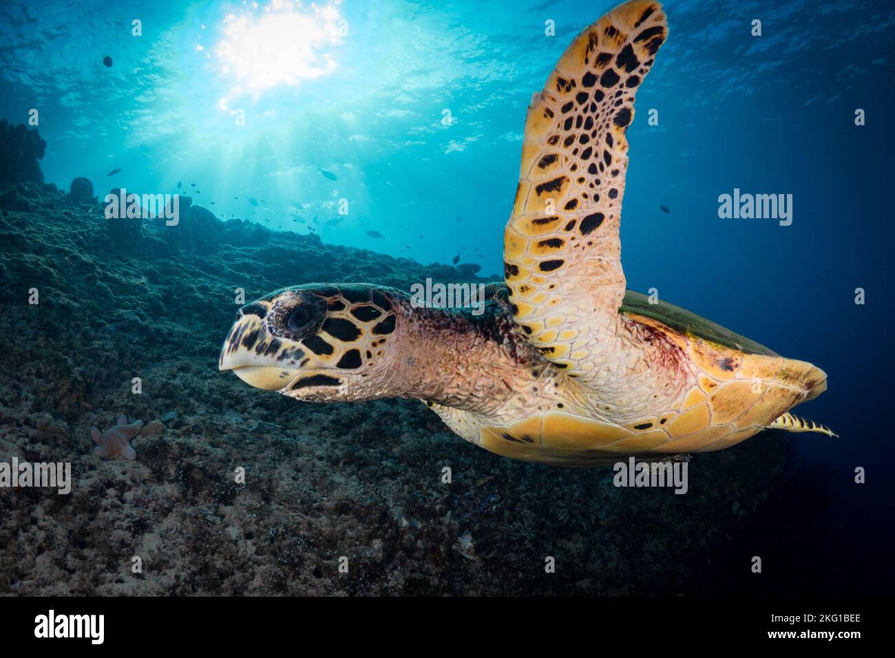 Hawksbill sea Turtle swimming above beautiful coral reef Stock Photo ...