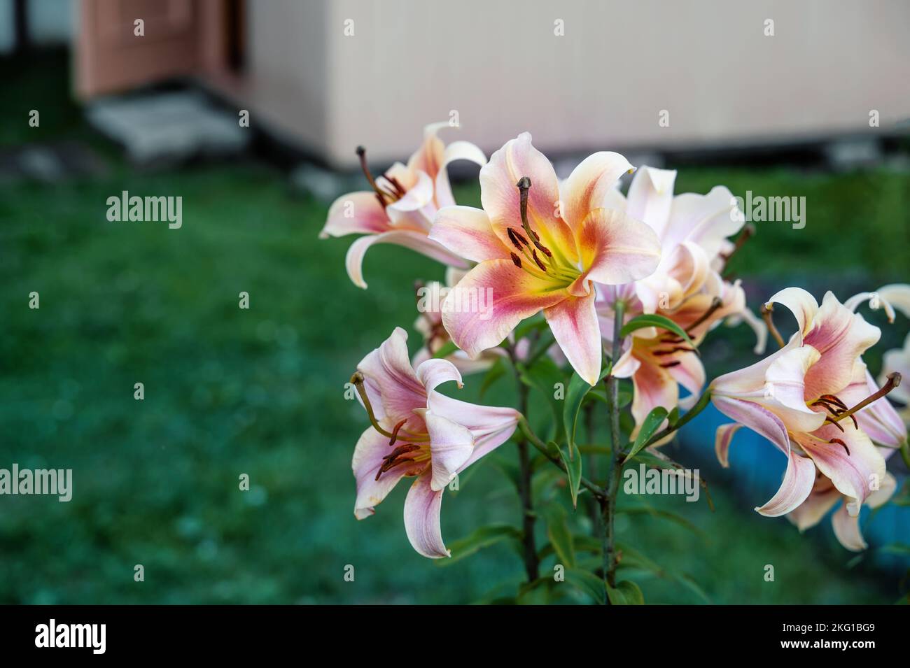 white-orange tubular lily with very large flowers. Two-colored lily in ...