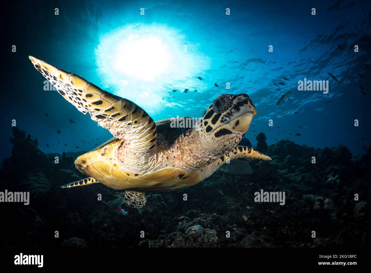 Hawksbill sea Turtle swimming above beautiful coral reef Stock Photo ...
