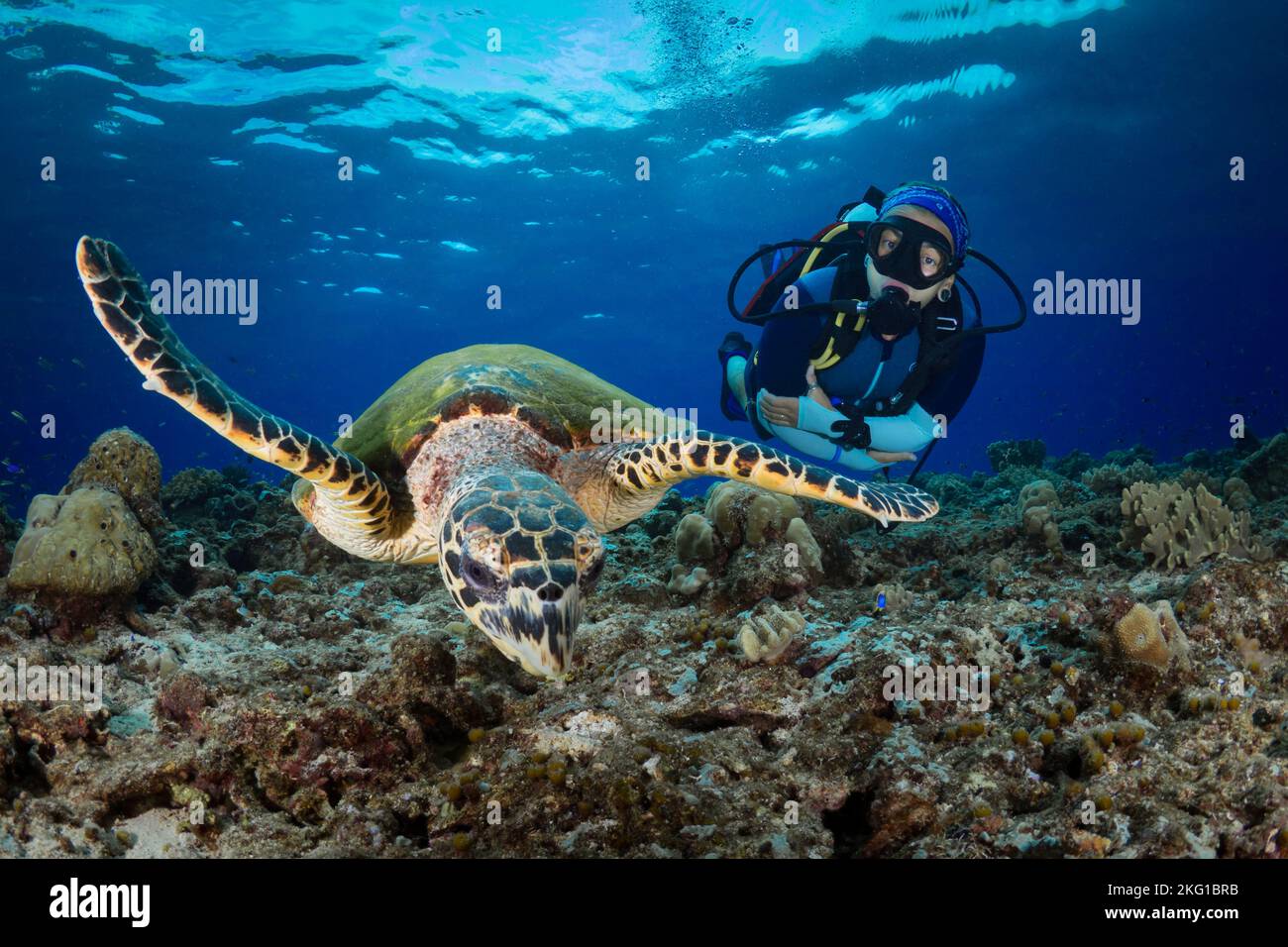 Turtle png hi-res stock photography and images - Alamy