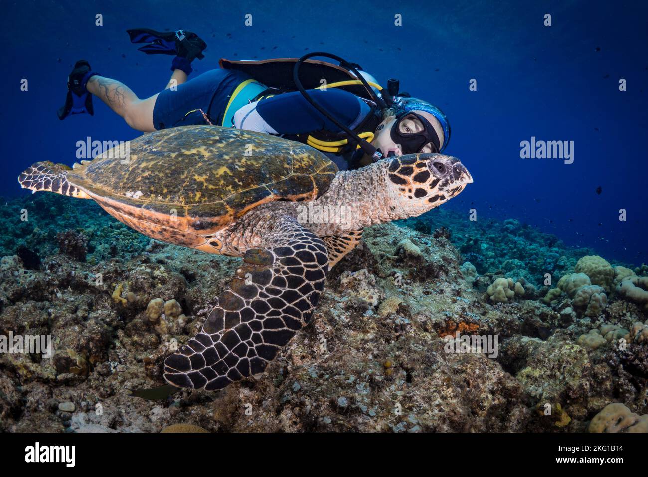 Turtle png hi-res stock photography and images - Alamy
